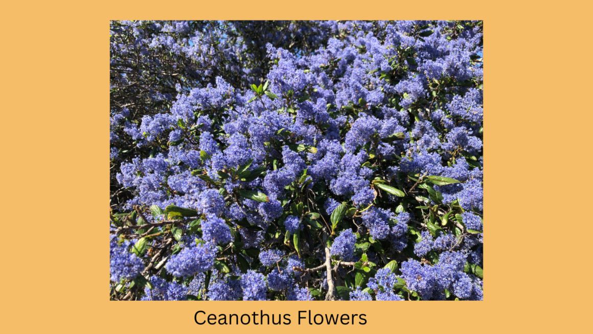 Native Plant of the Month: Ceanothus (California Lilac) – Sausalito ...